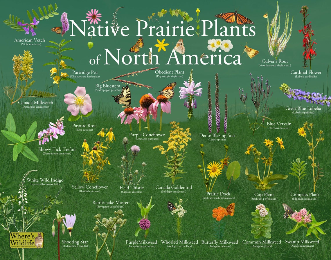 Where s Wildlife Presents Native Prairie Plants Of North Etsy where-s-wildlife-presents-native-prairie-plants-of-north-etsy