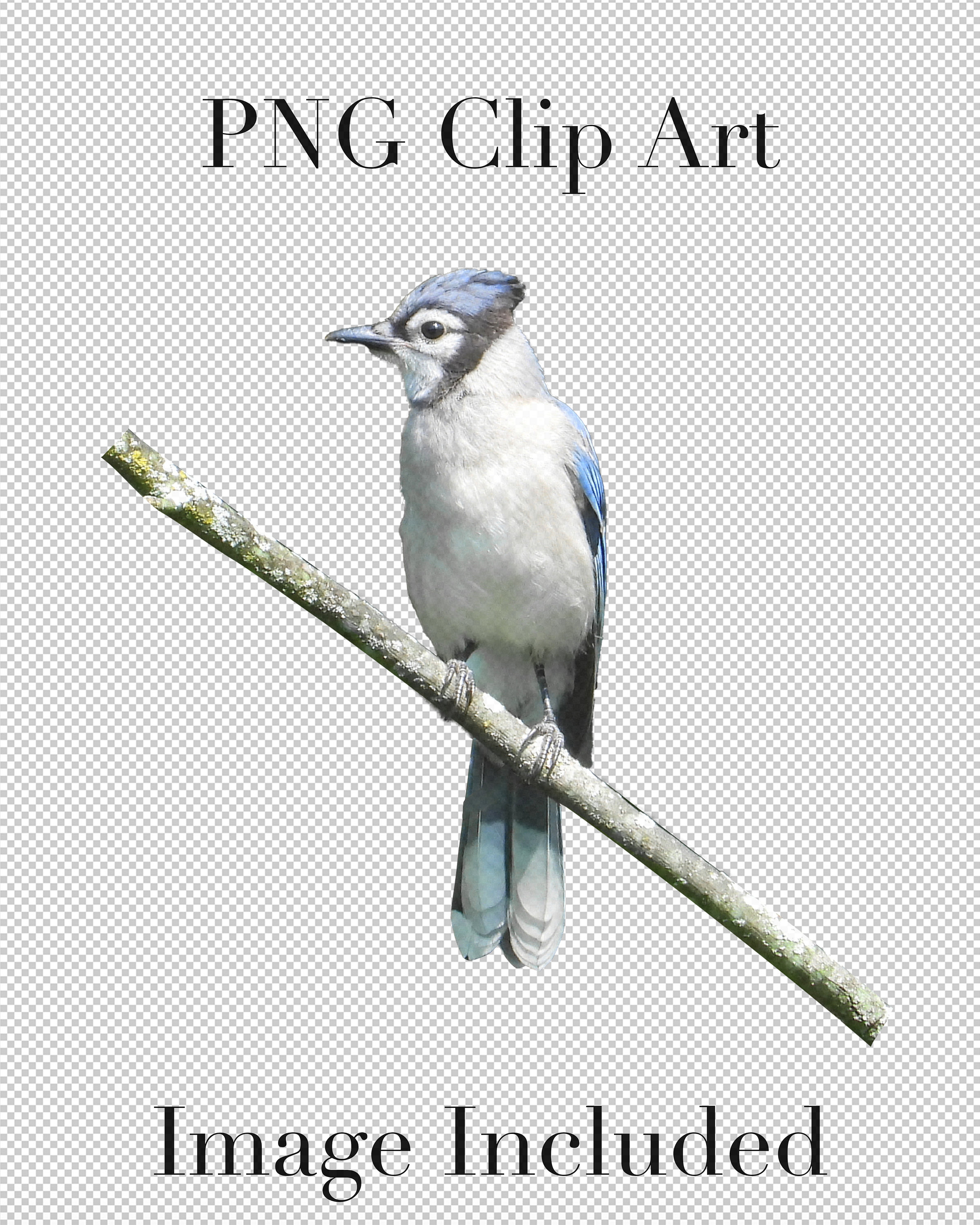 Blue Jay Bird Set of 8 PNG Clipart With Transparent Background ...