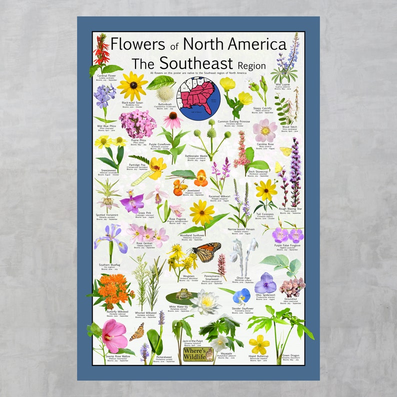 Botanical Symphony: Native Flowers of the Southeast Poster - Wildflower ...