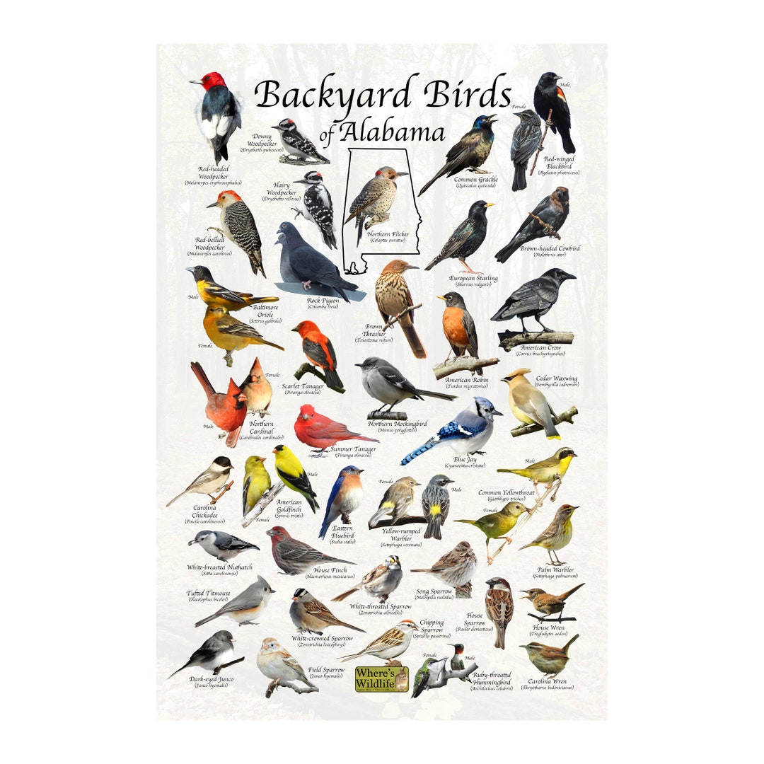 Backyard Birds of Alabama Bird Identification Poster Print / Field ...