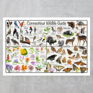 Connecticut Wildlife Guide / Id's State Birds, Mammals, Wildflowers ...