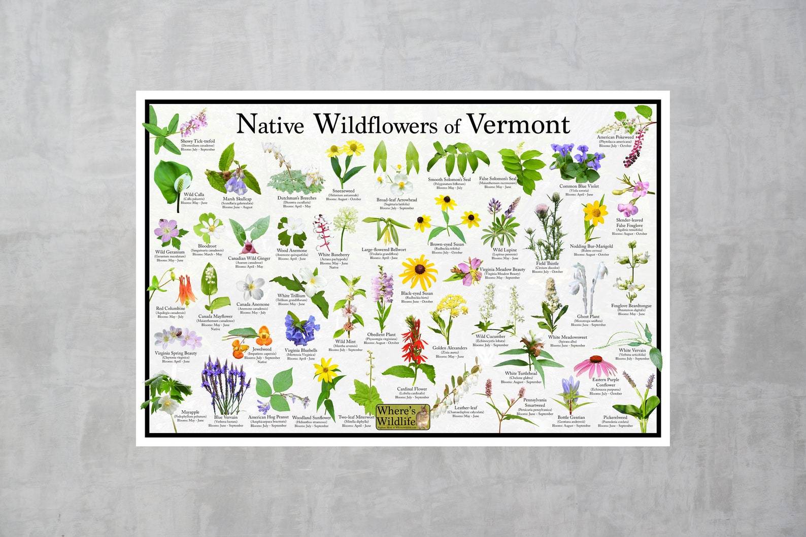 Native Wildflowers of Vermont / Flower Field Guide Providing Picture ...