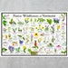 Native Wildflowers of Vermont / Flower Field Guide Providing Picture ...