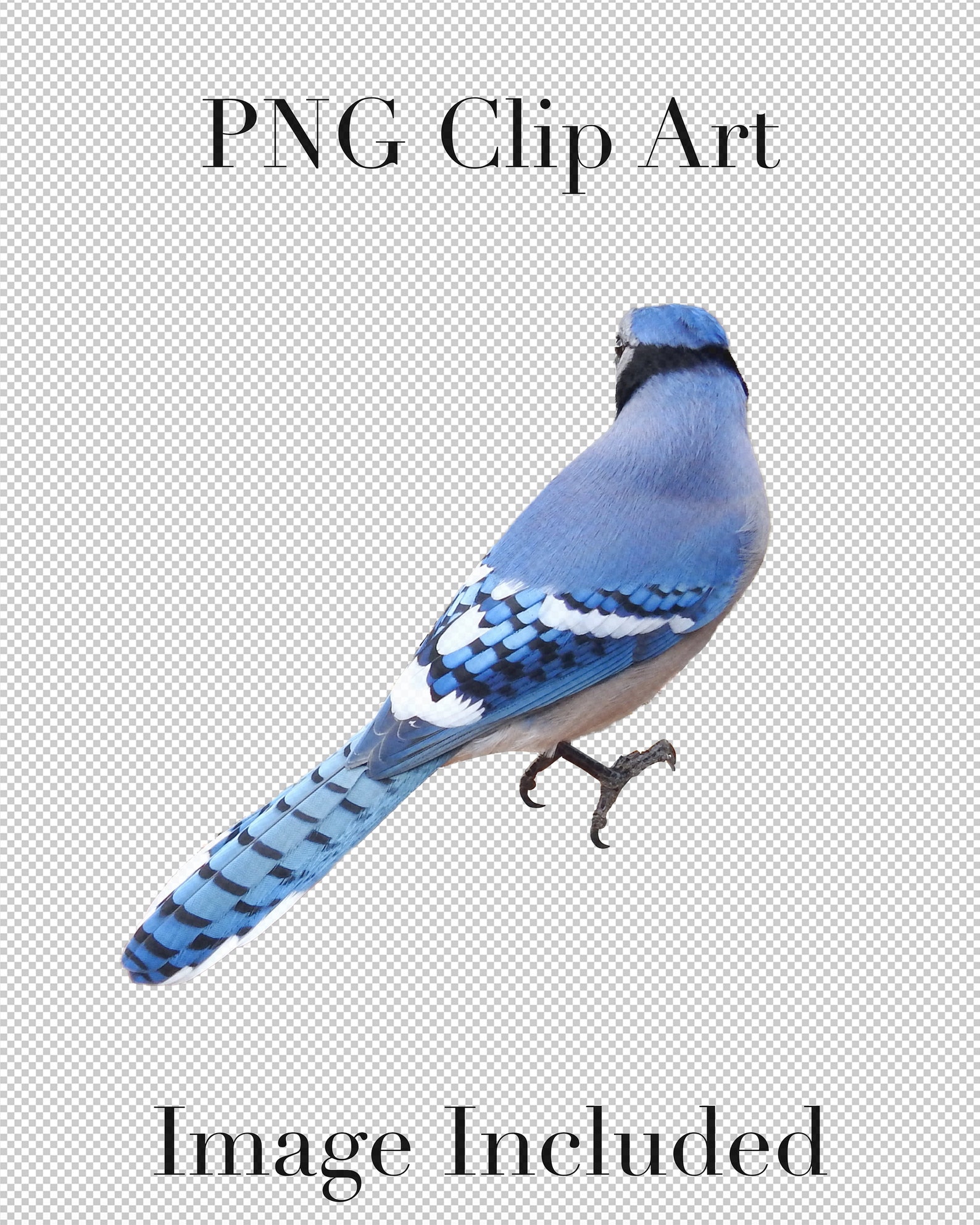 Blue Jay Bird Set of 8 PNG Clipart With Transparent Background ...