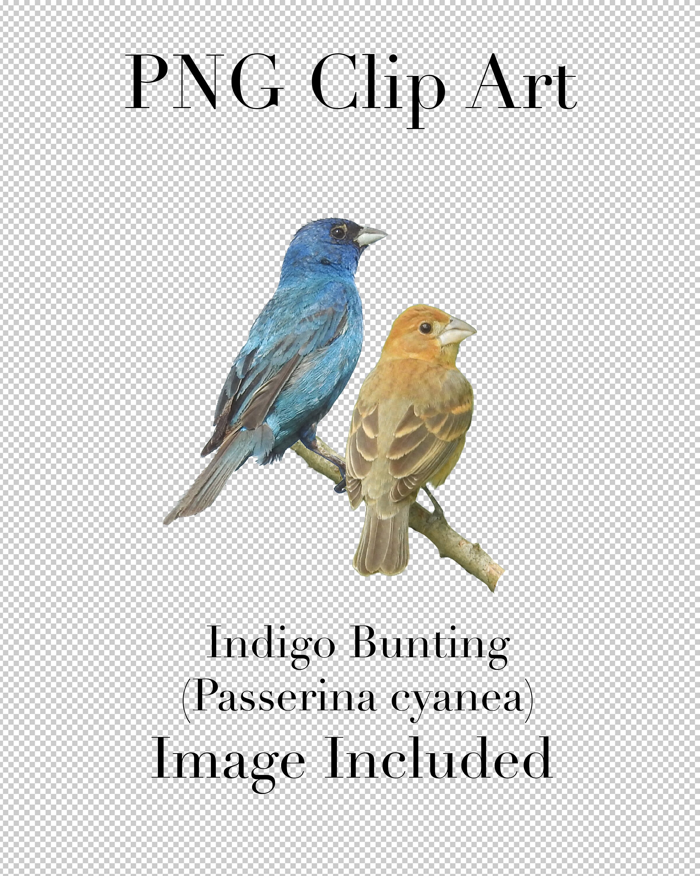 Bird Couple Clip Art (set of 5 Images) PNG Clipart With Transparent ...