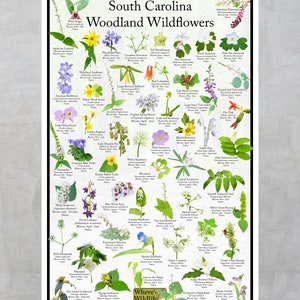 South Carolina Woodland Wildflower Identification Poster / Native ...