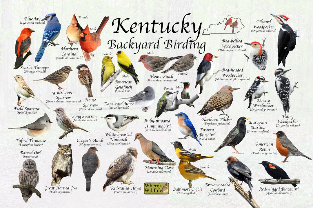 Birds of Kentucky Backyard Birding Identification Picture Print / Great ...