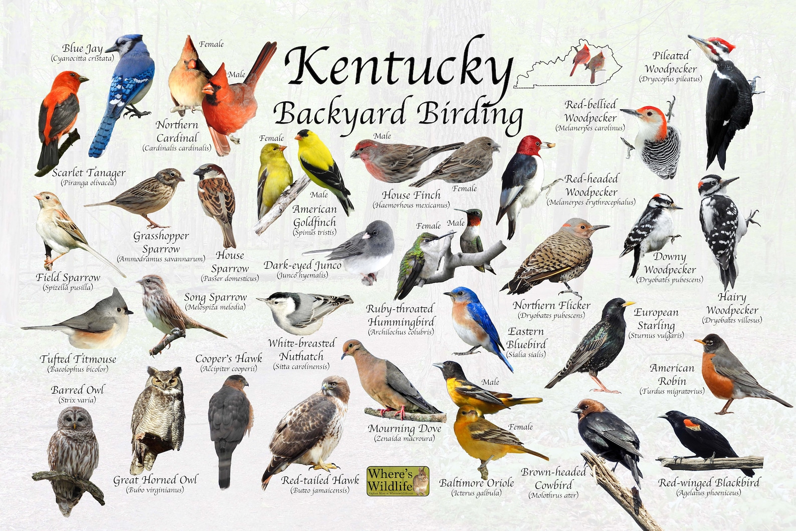 Birds of Kentucky Backyard Birding Identification Picture - Etsy