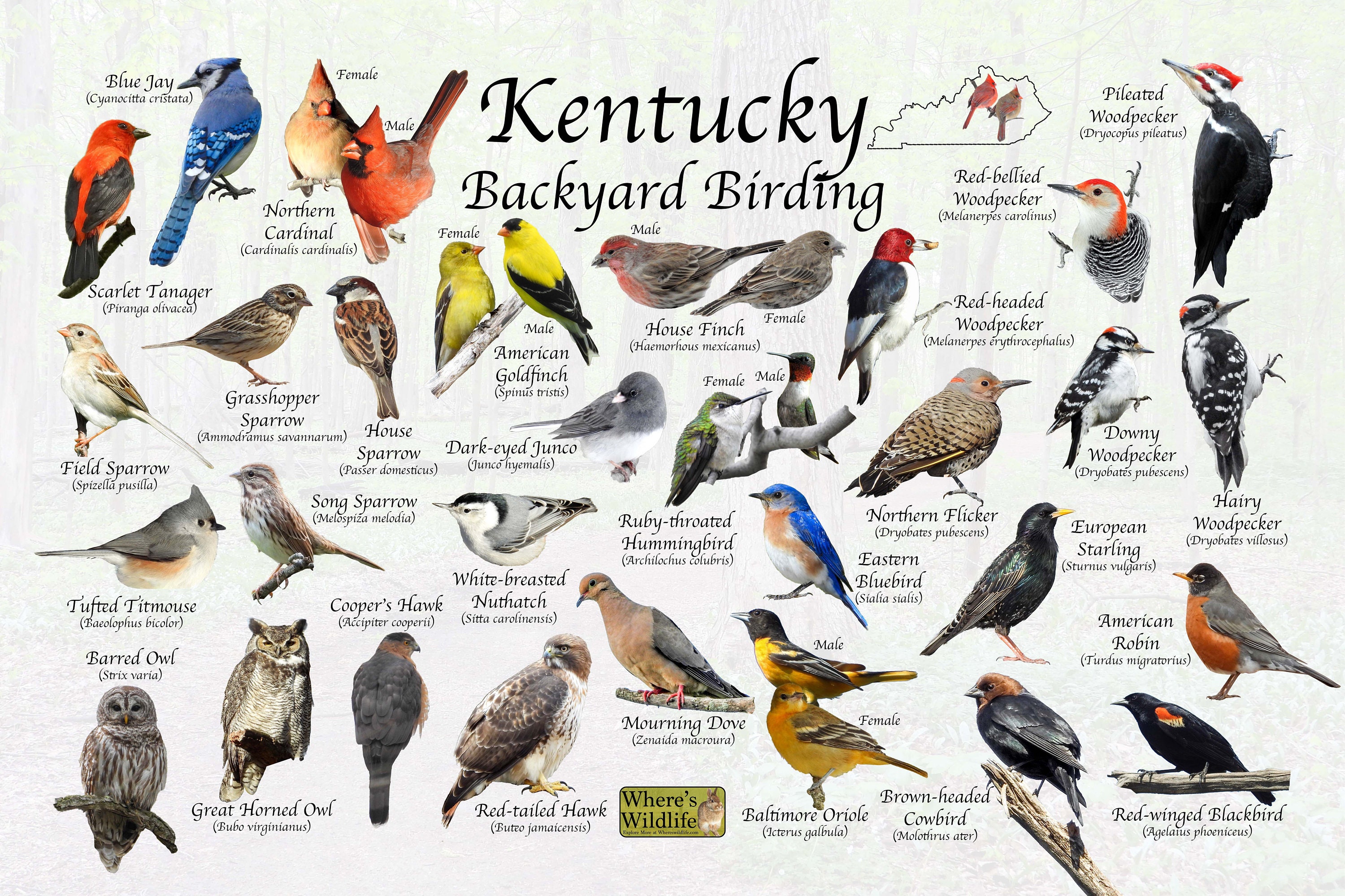 Birds of Kentucky Backyard Birding Identification Picture - Etsy