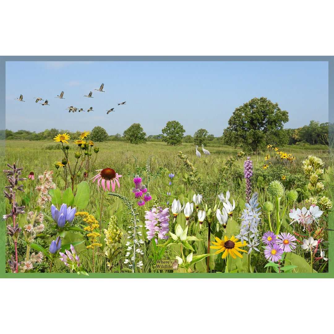 Native Wildflowers of Midwest Mesic Prairie Nature Poster - Cook County ...