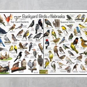 Backyard Birds of Nebraska Bird Identification Poster Divided by Year ...