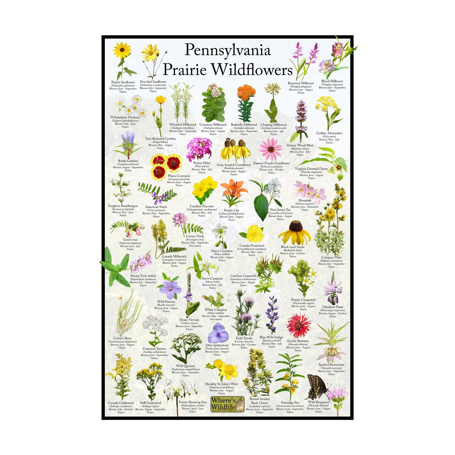 Pennsylvania Prairie Wildflower Poster / State Flower Guide Providing ...