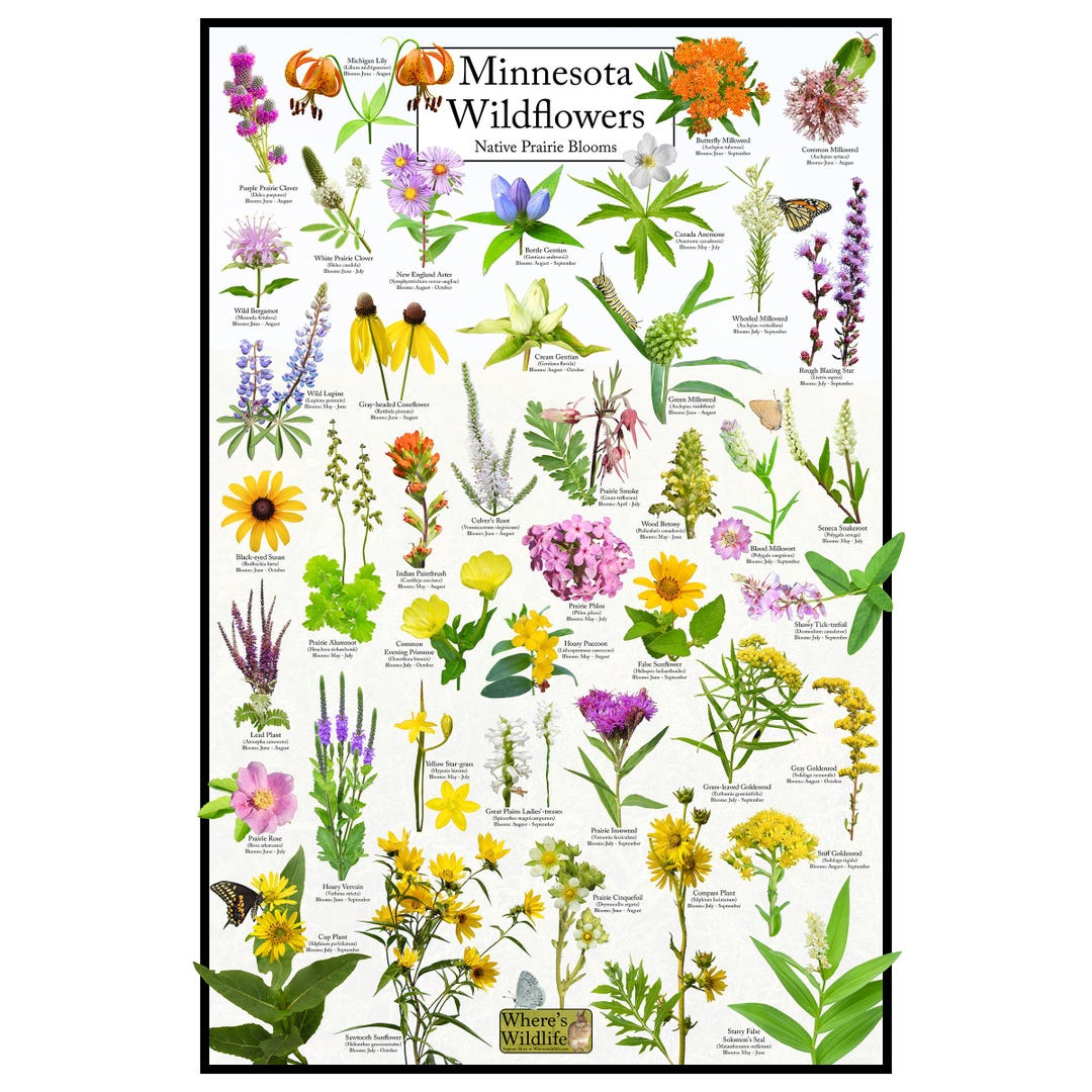 Minnesota Wildflowers - Native Prairie Blooms Poster | Minnesota ...