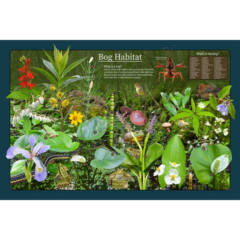 Bog Habitat Wetland Educational Nature Poster / Visual Learning ...