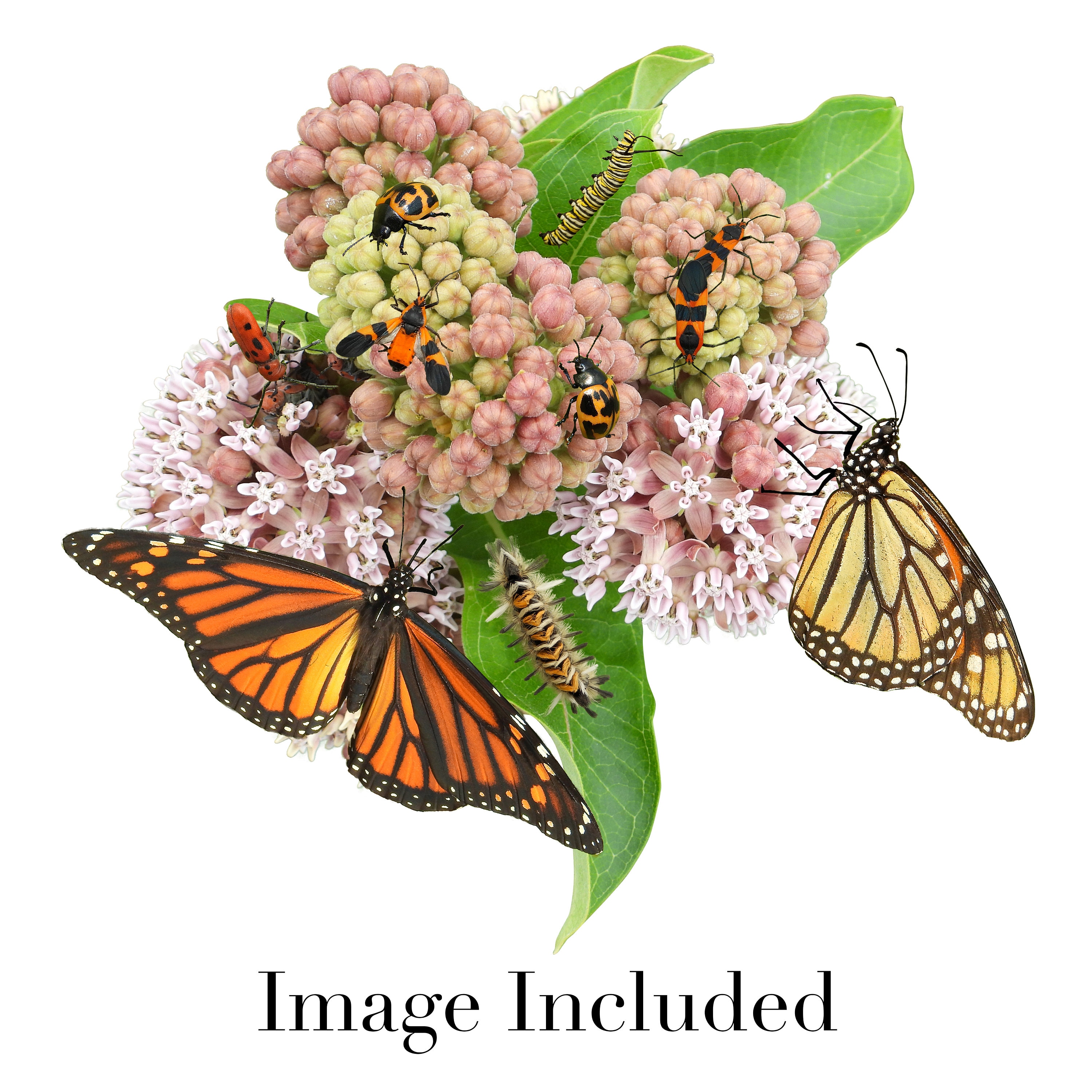 Free Clipart Milkweed Plants