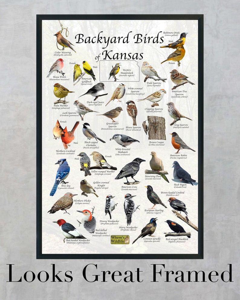 Birds of Kansas State / Backyard Birding Identification - Etsy