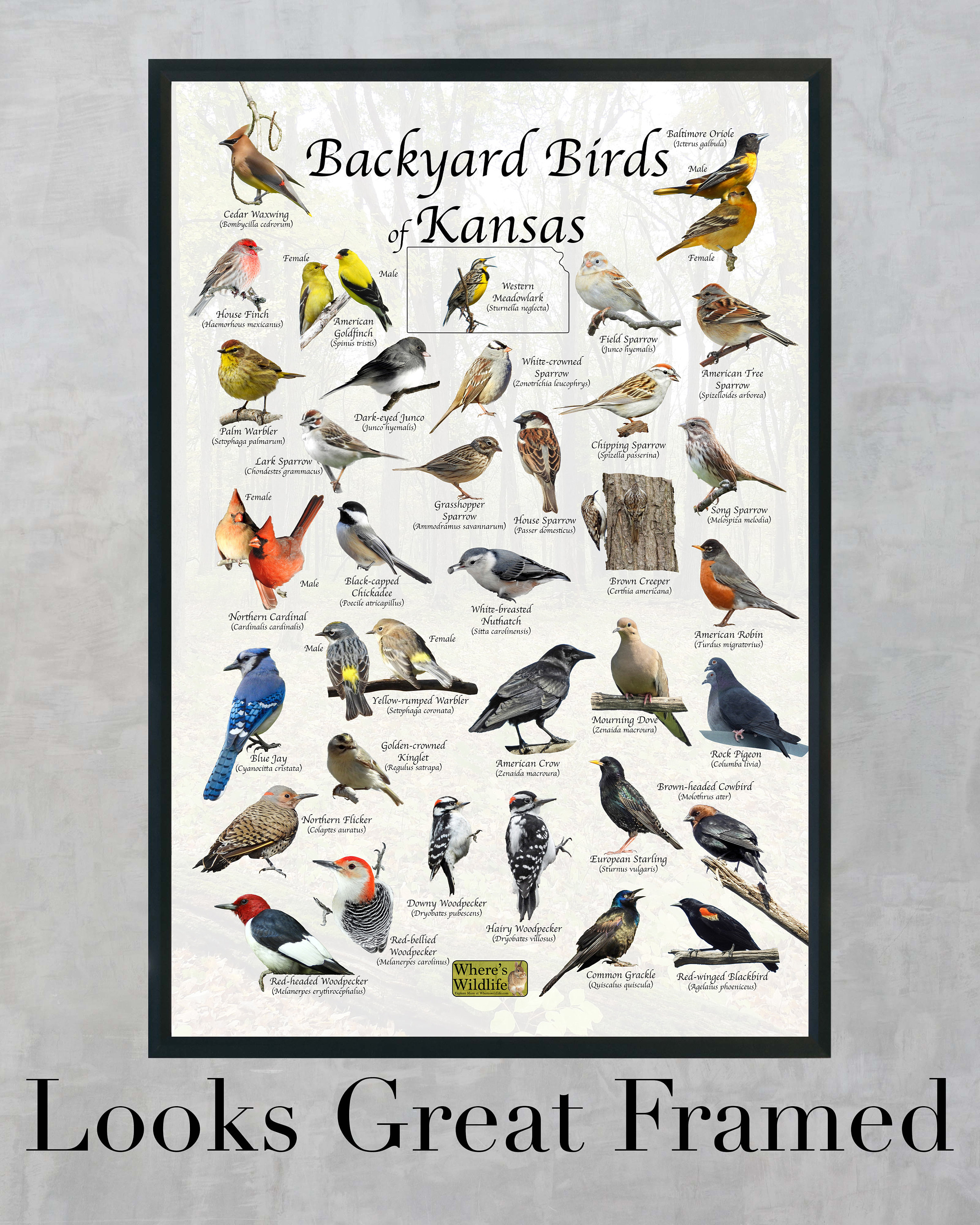 Bird Watching Checklist Kansas Caribbean Waterbird Census