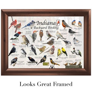 Birds of Indiana Backyard Birding Identification Chart - Field Guide to ...