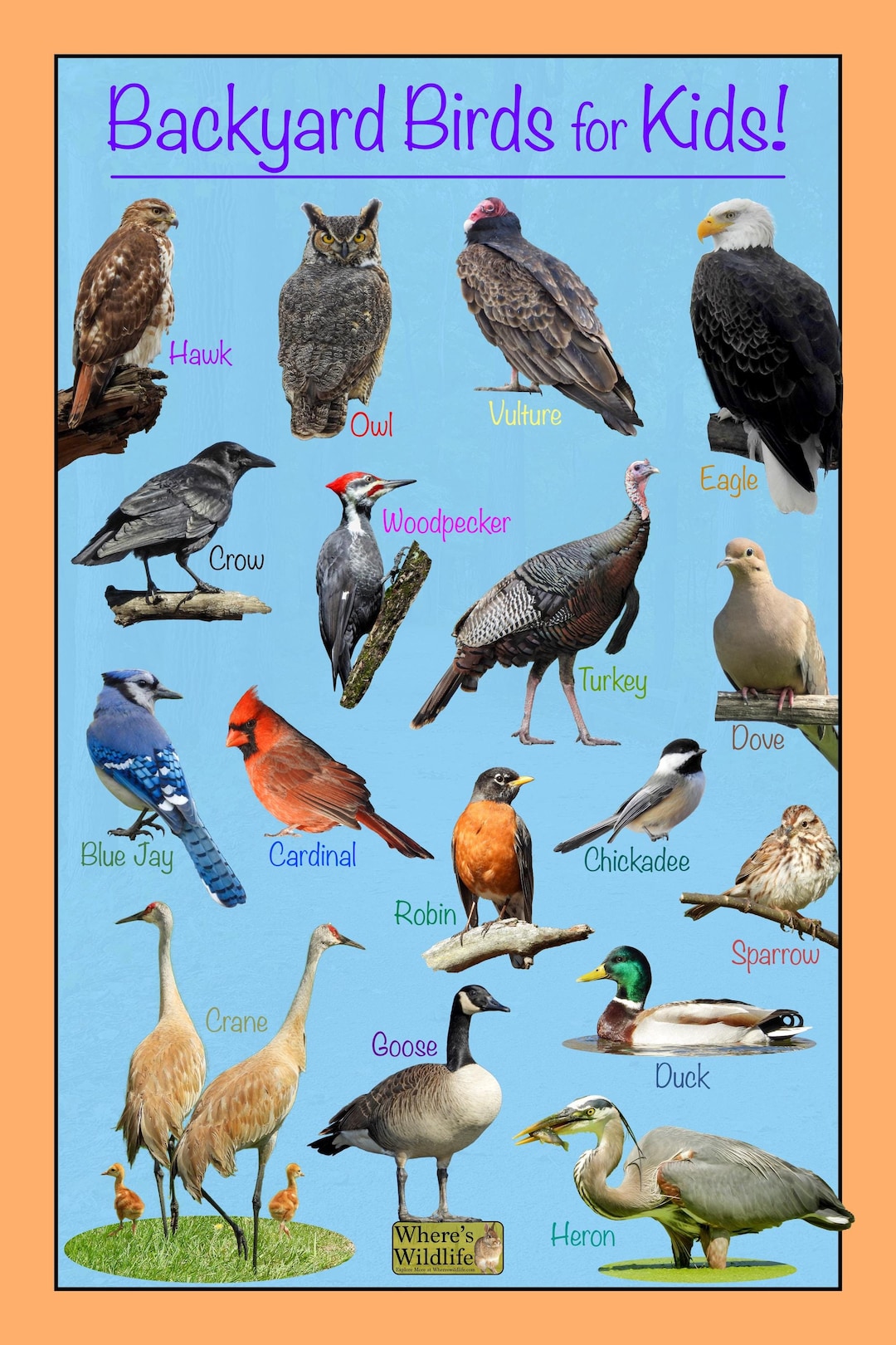 Backyard Birds for Kids! Poster – A Fun and Educational Bird Chart for ...