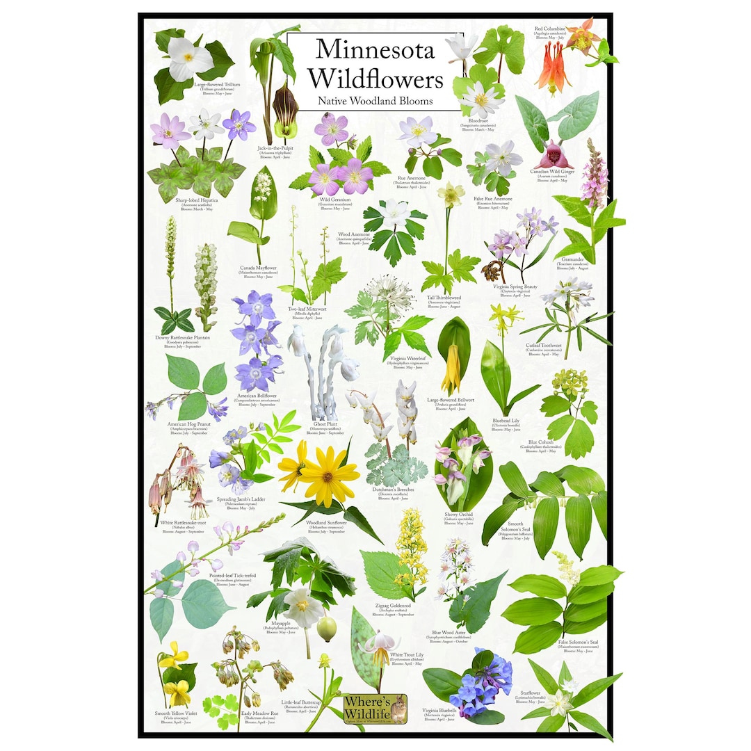 Minnesota Wildflowers - Native Woodland Blooms Poster | Minnesota ...