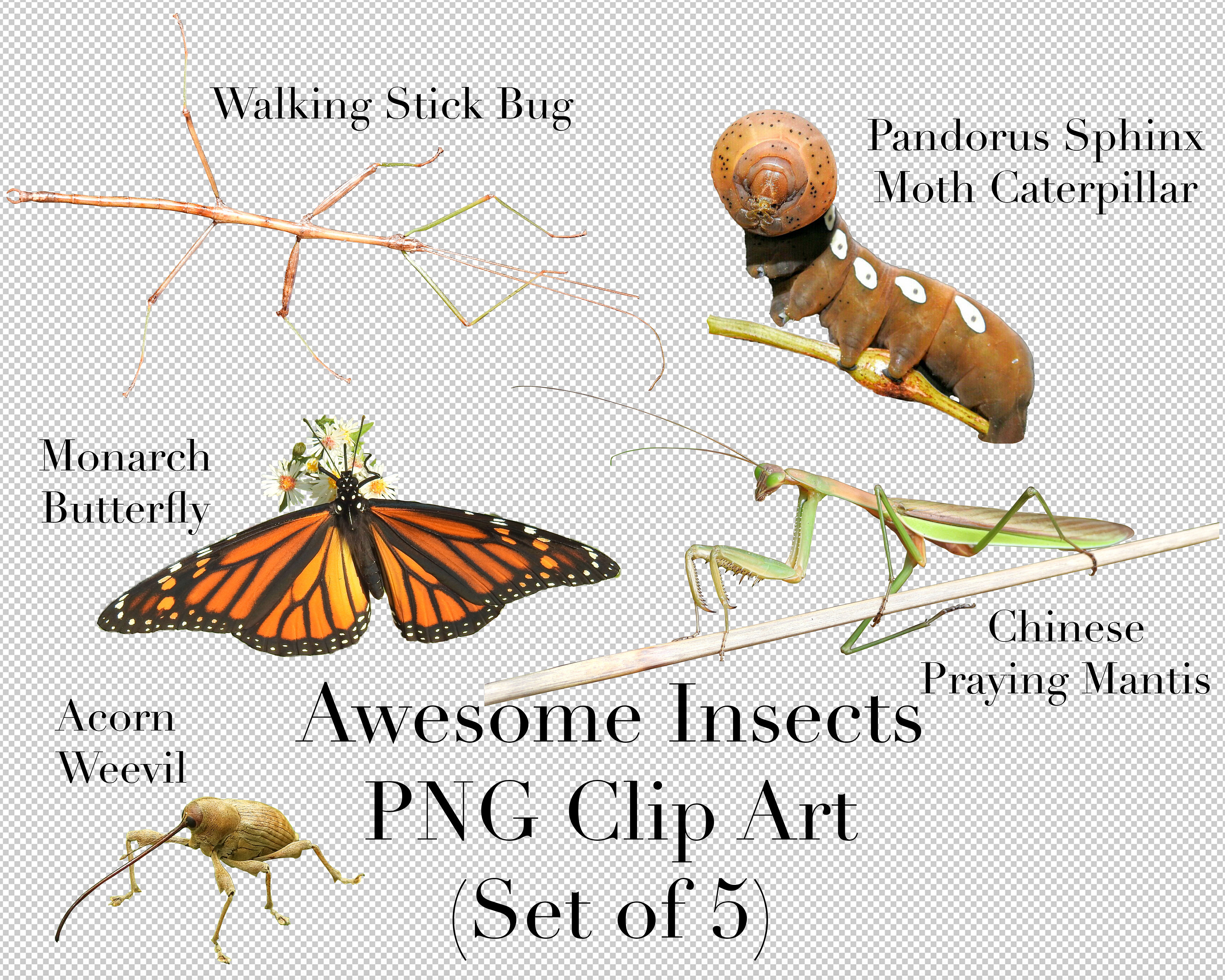 Walking Stick Insect Clip Art