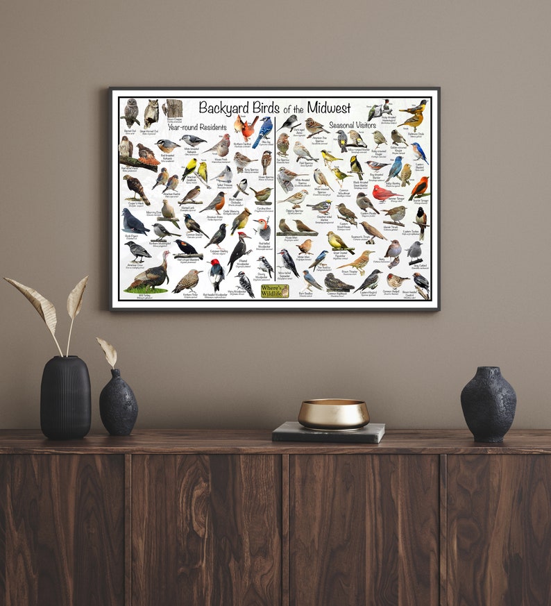 Backyard Birds of the Midwest Bird Identification Poster - Etsy