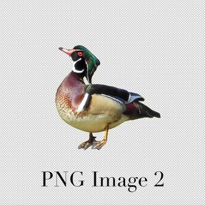Wood Duck (set of 5) PNG Clipart With Transparent Background Photoshop ...