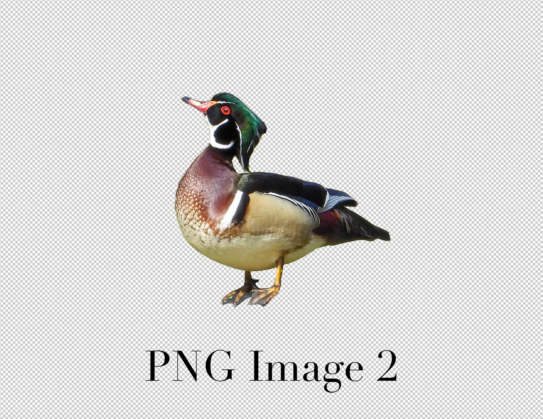 Wood Duck (set of 5) PNG Clipart With Transparent Background Photoshop ...