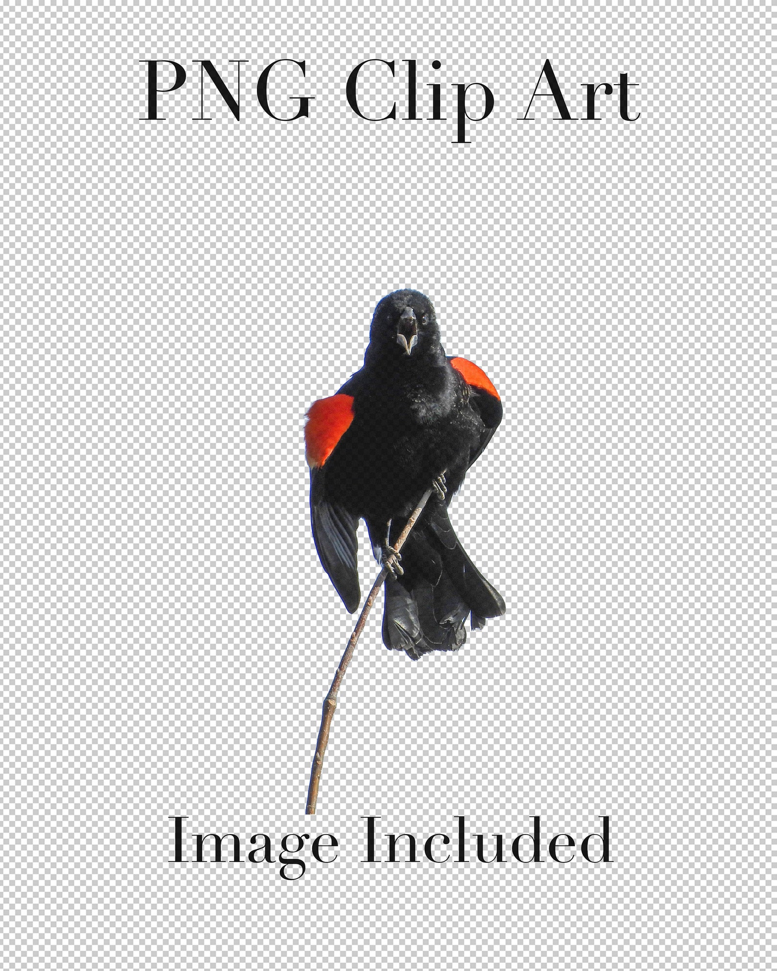 Red Winged Blackbird Bird Cutouts Set of 5 PNG Clipart With - Etsy