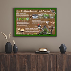 Deciduous Forests of North America Educational Nature Poster / Wildlife ...