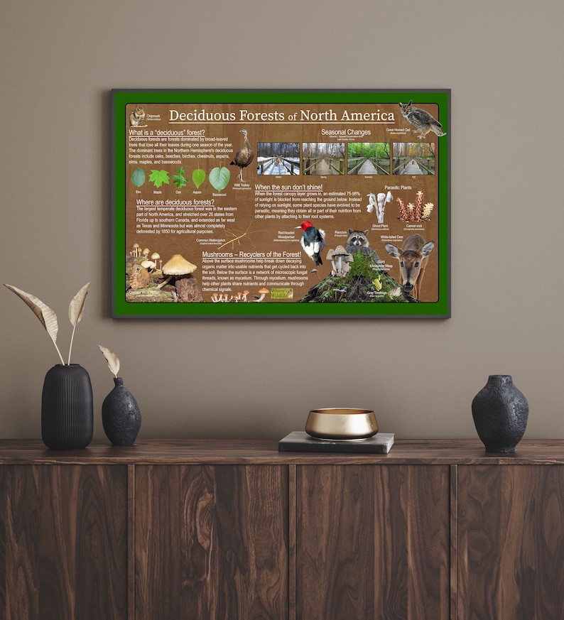Deciduous Forests of North America Educational Nature Poster / Wildlife ...