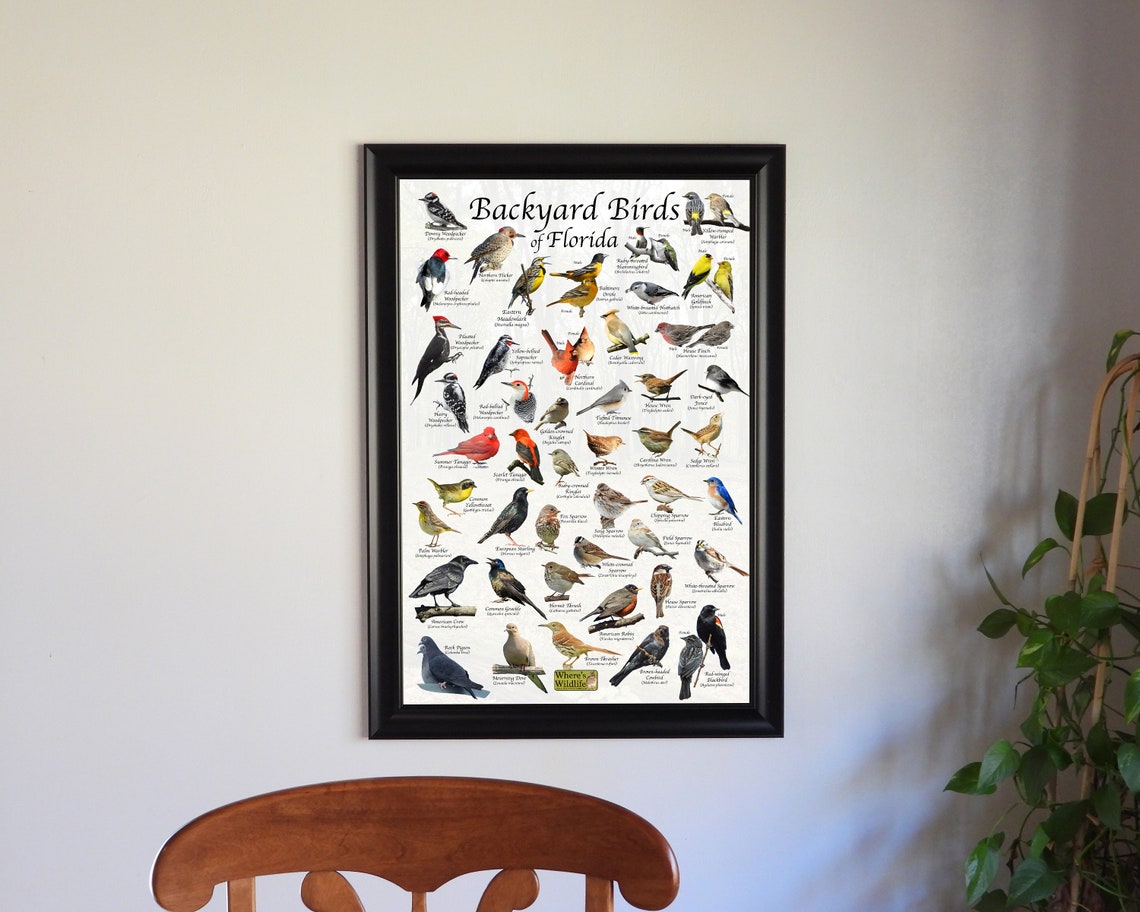 Backyard Birds of Florida Bird Identification Poster Print / Field ...