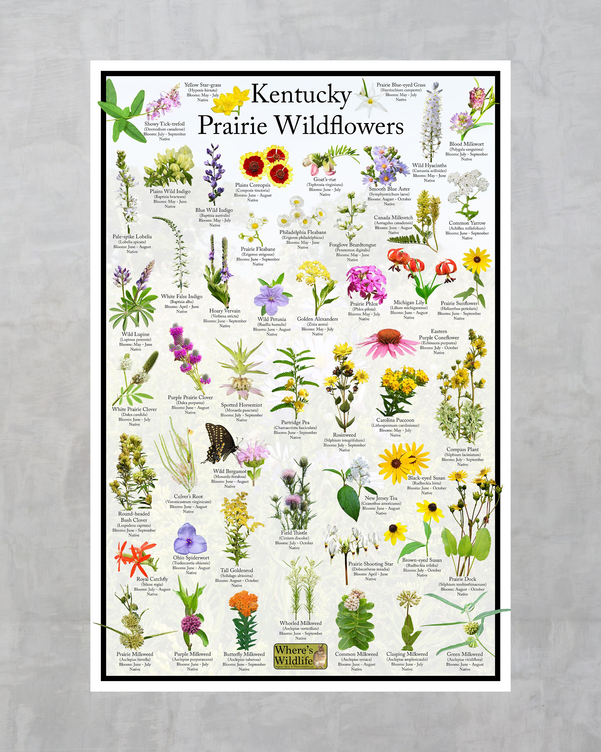 Kentucky Prairie Wildflower Poster / State Flower Guide Providing ...