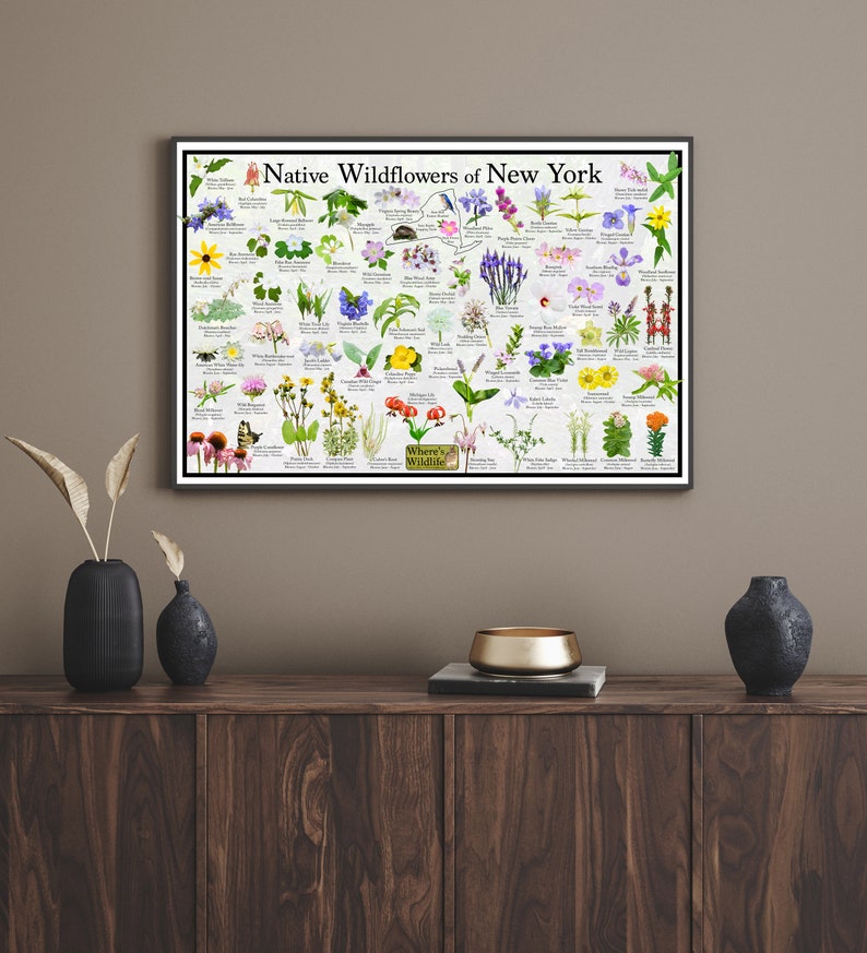 Native Wildflowers of New York / State Flower Field Guide - Etsy