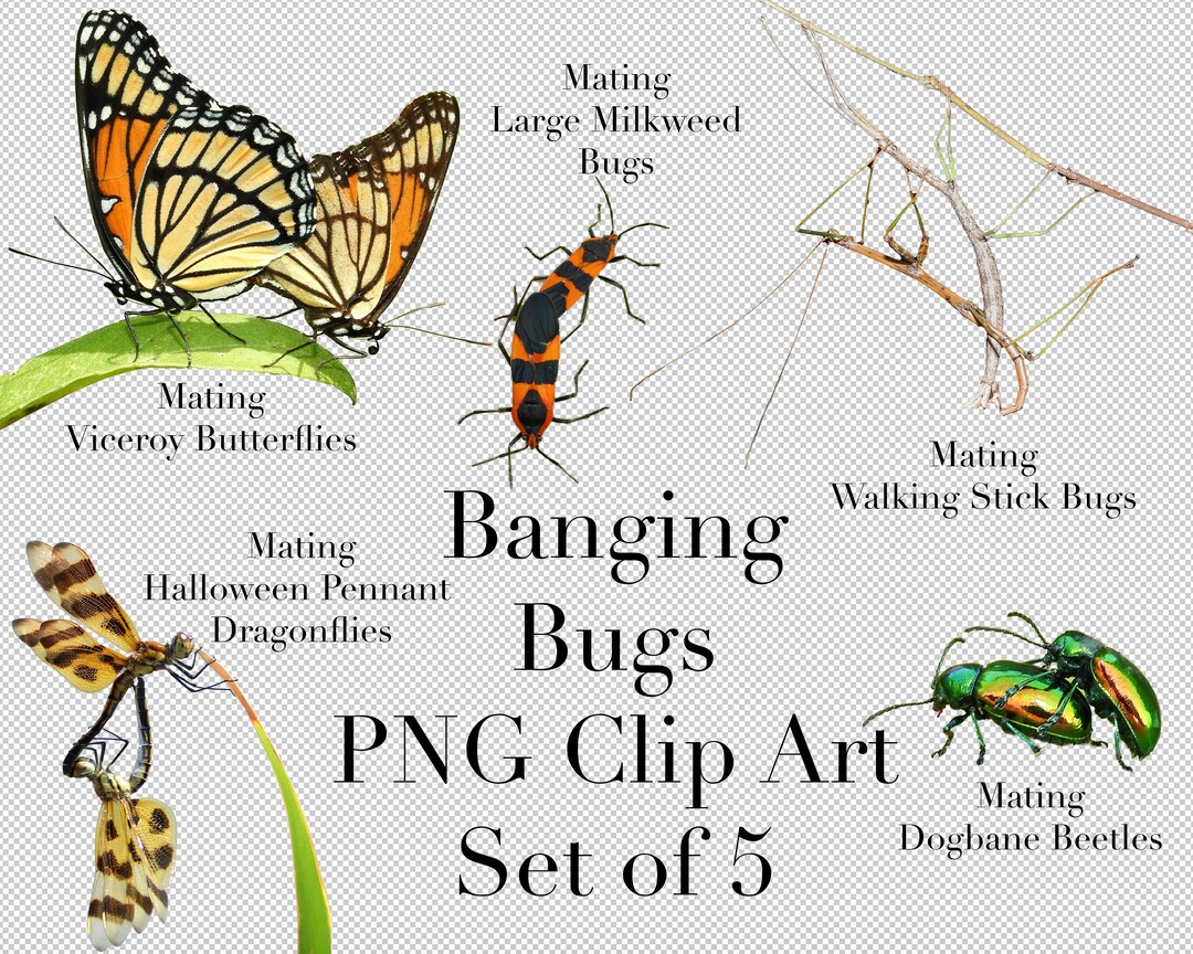 Banging Bugs Mating Insects Clip Art (set of 5) PNG Clipart With ...