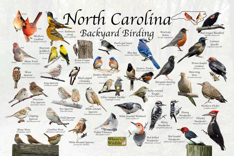 Birds of North Carolina Backyard Birding Identification Picture Print ...