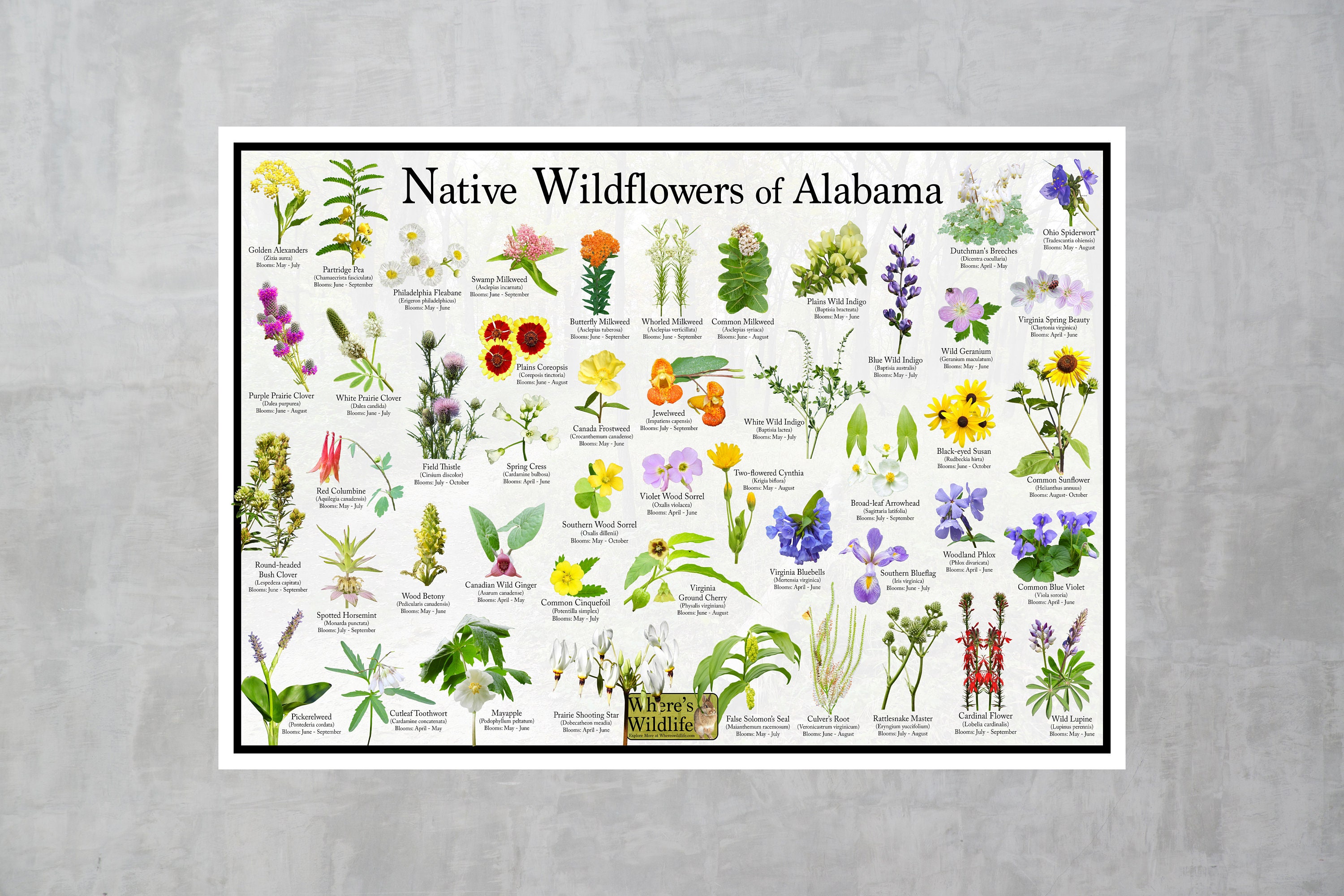 Native Wildflowers of Alabama / State Flower Field Guide Poster Provide ...