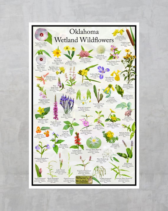 Oklahoma Wildflowers Identification The Guide To Oklahoma Wildflowers