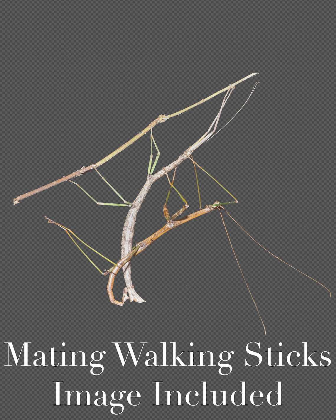 Walking Stick Bugs Clip Art set of 5 PNG Clipart With - Etsy