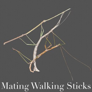 Walking Stick Bugs Clip Art (set of 5) PNG Clipart With Transparent ...