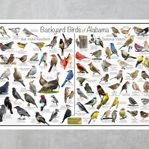 Backyard Birds of Alabama Bird Identification Poster Divided Into Year ...