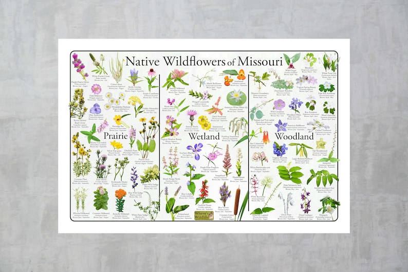 Native Wildflowers of Missouri Flower Identification Poster Divided ...