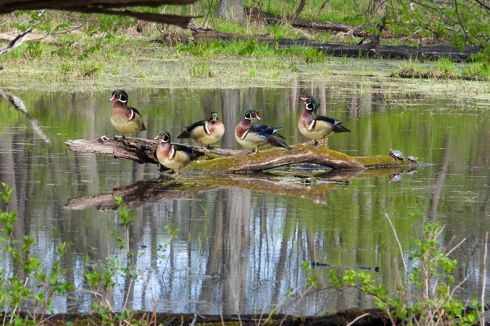 Wood Duck (set of 5) PNG Clipart With Transparent Background Photoshop ...