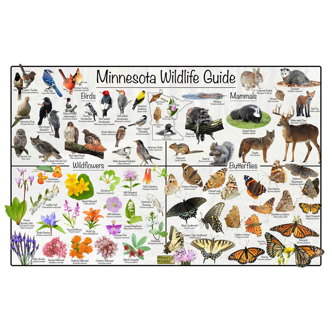 Minnesota Wildlife Guide / Id's State Birds, Mammals, Wildflowers, and ...