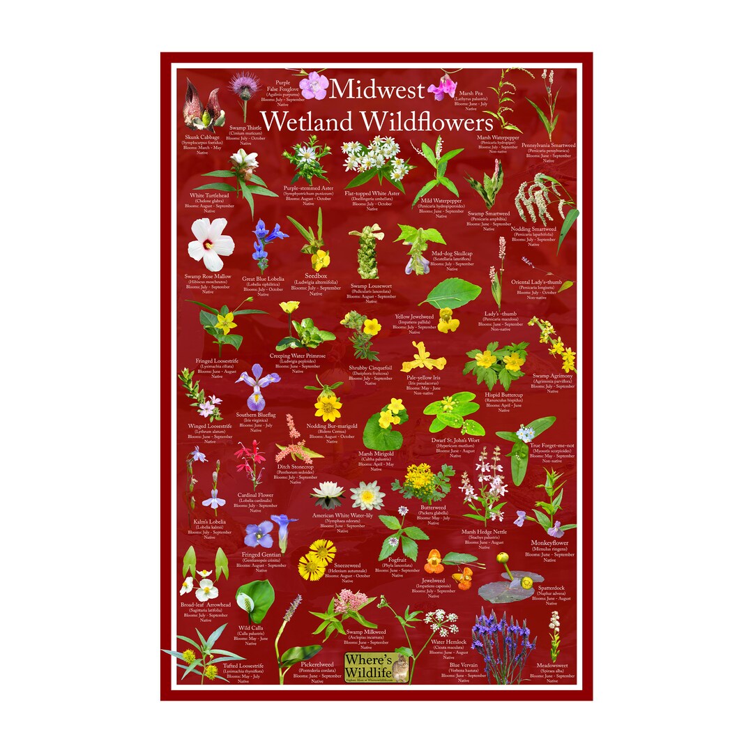 Midwest Wetland Wildflowers of North America Nature Poster / Wildflower ...