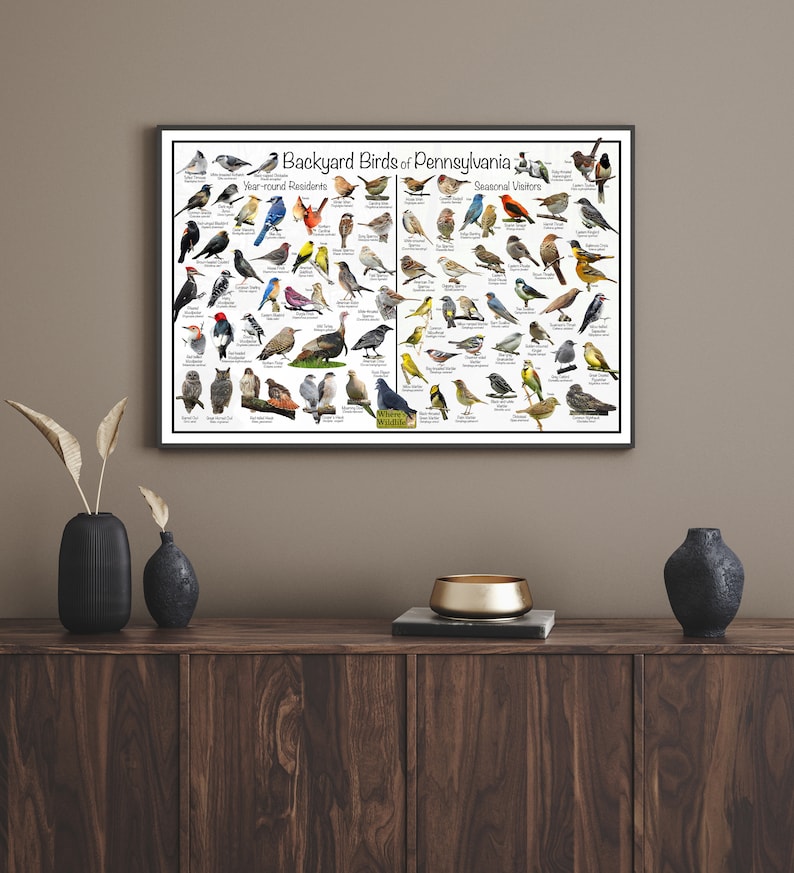 Backyard Birds of Pennsylvania Bird Identification Poster Divided Into ...