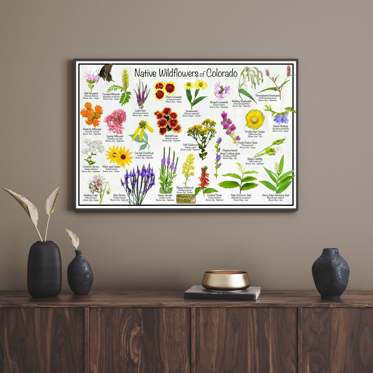 Native Wildflowers of Colorado / State Flower Field Guide Poster ...