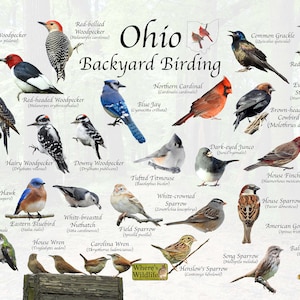 Birds of Ohio Backyard Birding Identification Picture Print/ Great ...