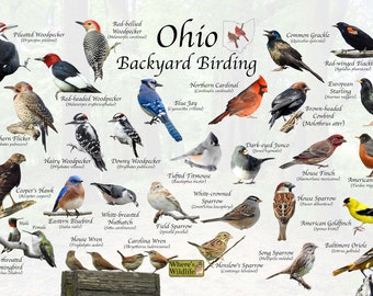 Birds of Ohio Backyard Birding Identification Picture Print/ - Etsy
