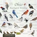 Birds of Ohio Backyard Birding Identification Picture Print/ Great ...